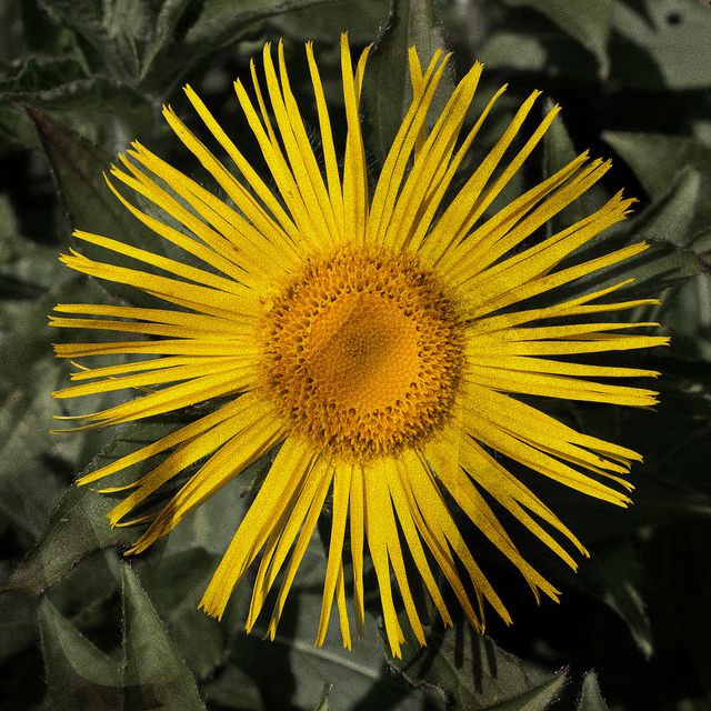 yellow flower – Buddhafield North